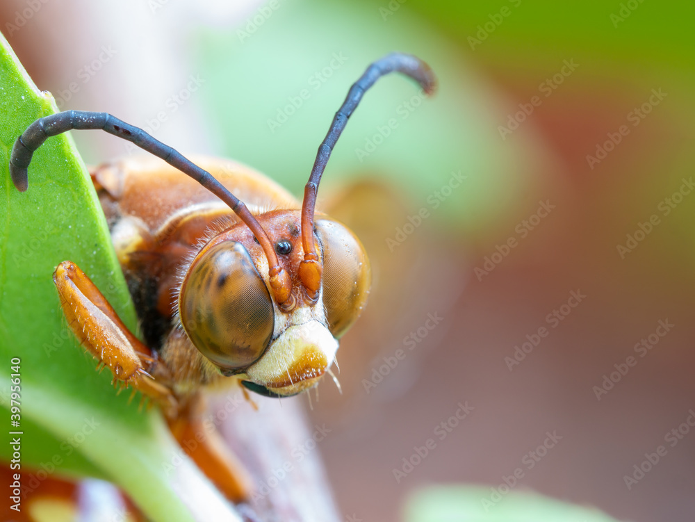 Insect head close-up showing details of eyes and antenna. Stock Photo ...