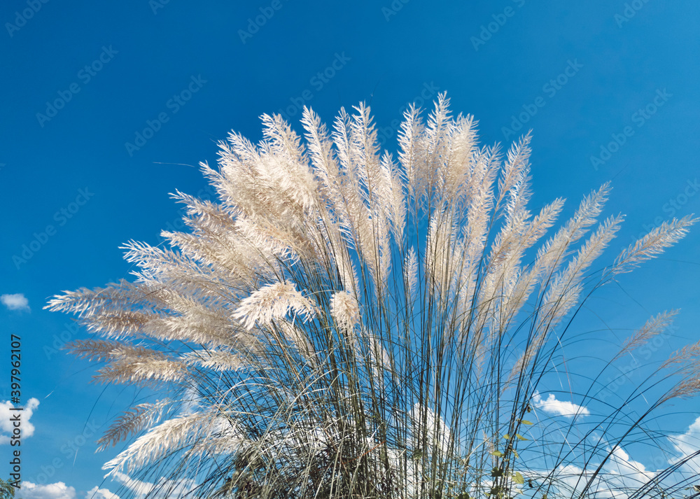 Beautiful white kans grass / kash phool (in Bengali language), just ...