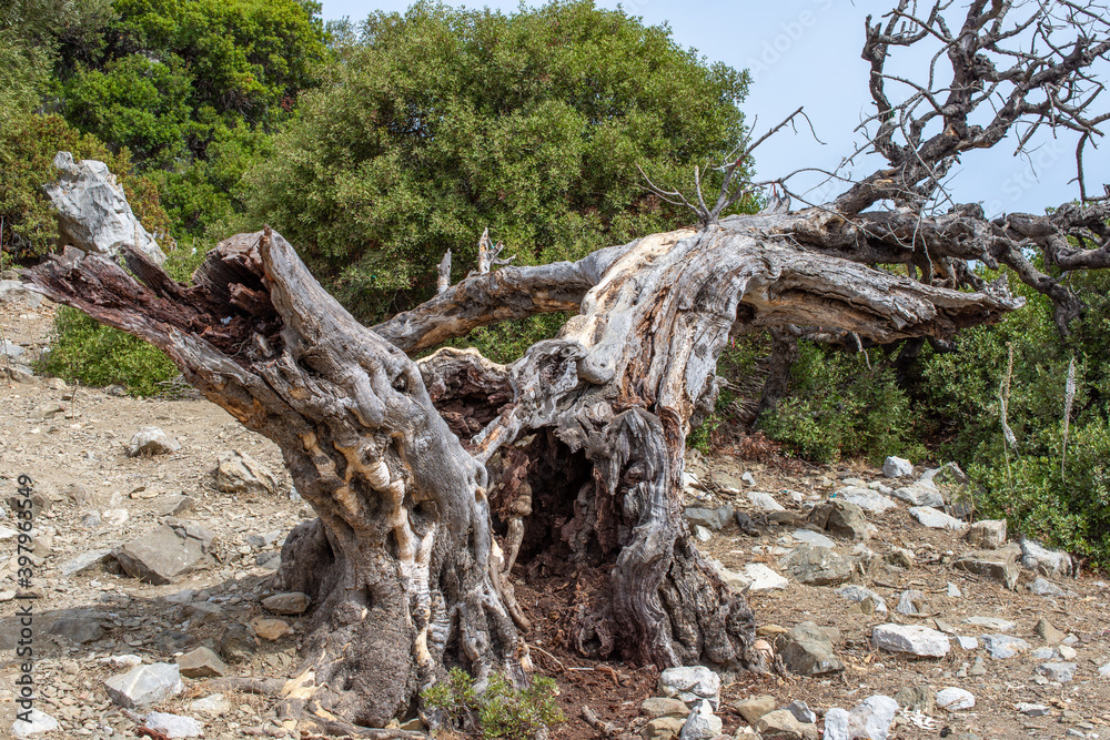 Old dead olive tree. beautiful landscape with a dead old dead olive ...