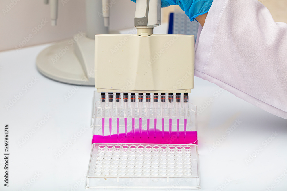 Multi channel pipette loading biological samples in microplate for test ...