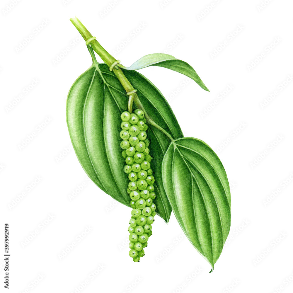 Black pepper spice plant watercolor illustration. Hand drawn realistic ...