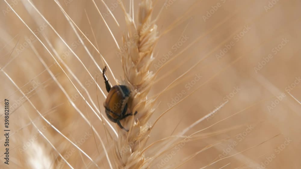 Agriculture. Harmful beetles eat up the wheat crop. Wheat field ...