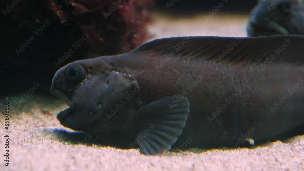 Wolf fish on the ground, chewing and spitting out a rock Stock ビデオ ...