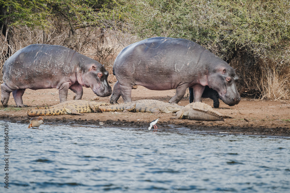 Wild safari animals - Hippopotamus and crocodile Stock Photo | Adobe Stock