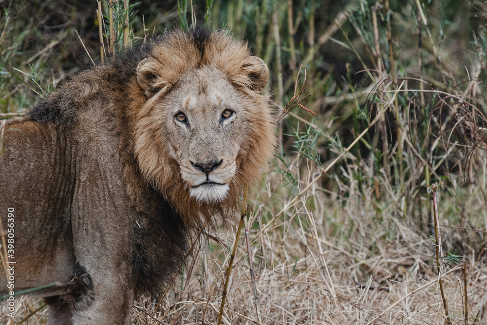 Alpha Male Lion