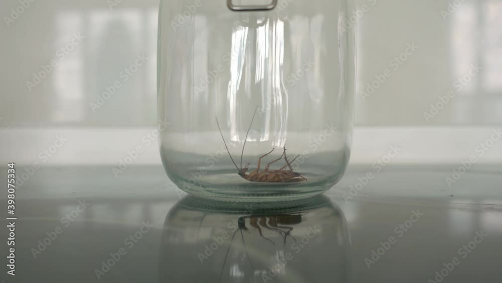 A large cockroach caught in a glass jar. The cockroach lies at the ...