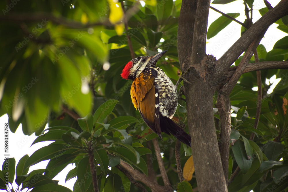 The pileated woodpecker is a large, mostly black woodpecker native to ...