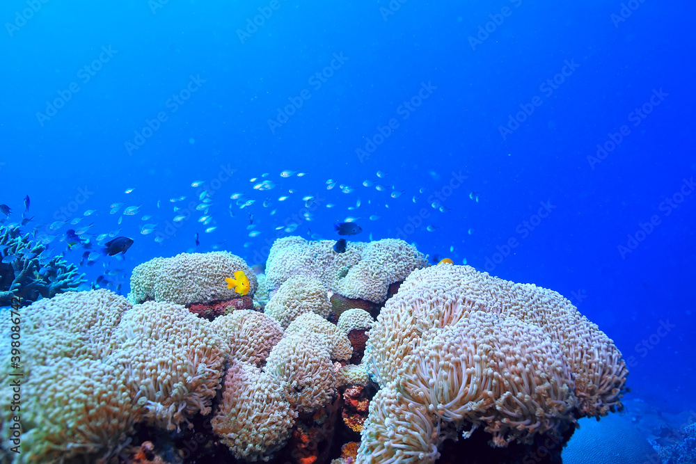 underwater scene / coral reef, world ocean wildlife landscape Stock ...