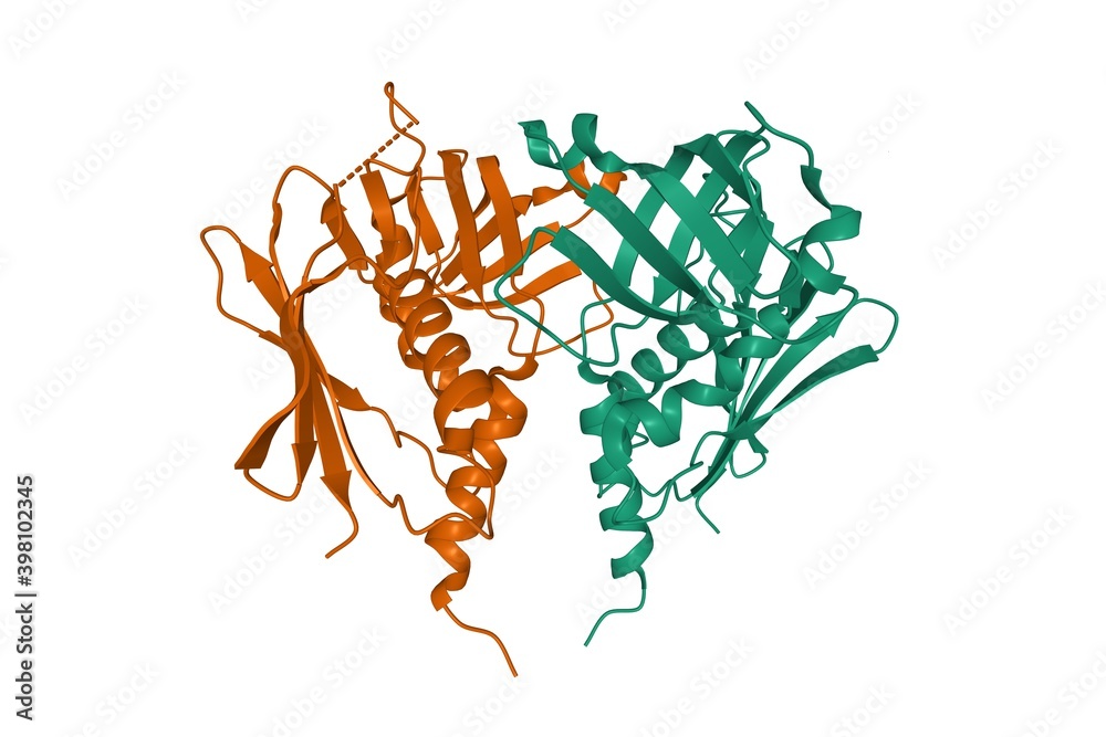Structure of Streptococcus jejuni exotoxin J, 3D cartoon model isolated ...