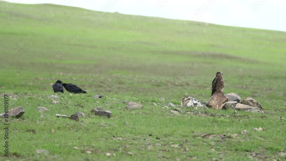 Raven and Buzzard Stand Side by Side.Buzzard in its natural habitat ...