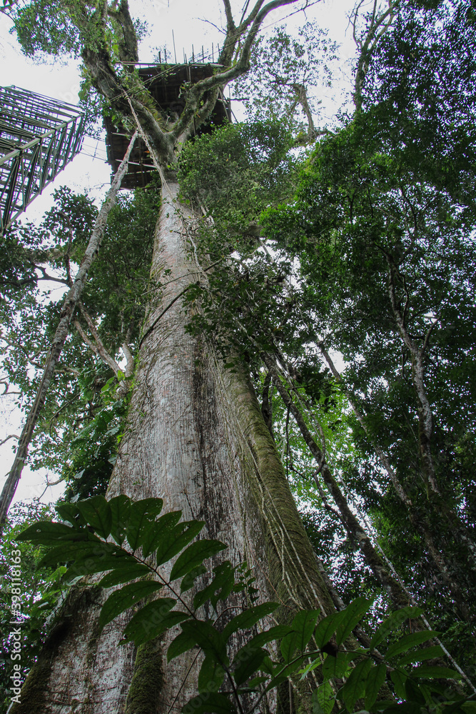 Huge tree with lookout platform, can be reached by stairs all the way ...