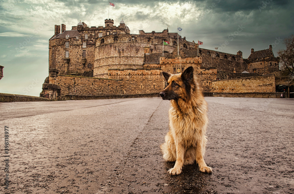 German Shepherd Dog in Front of Castle Stock Photo | Adobe Stock