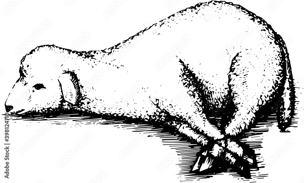 bound sacrificial lamb sketch image Stock Illustration | Adobe Stock