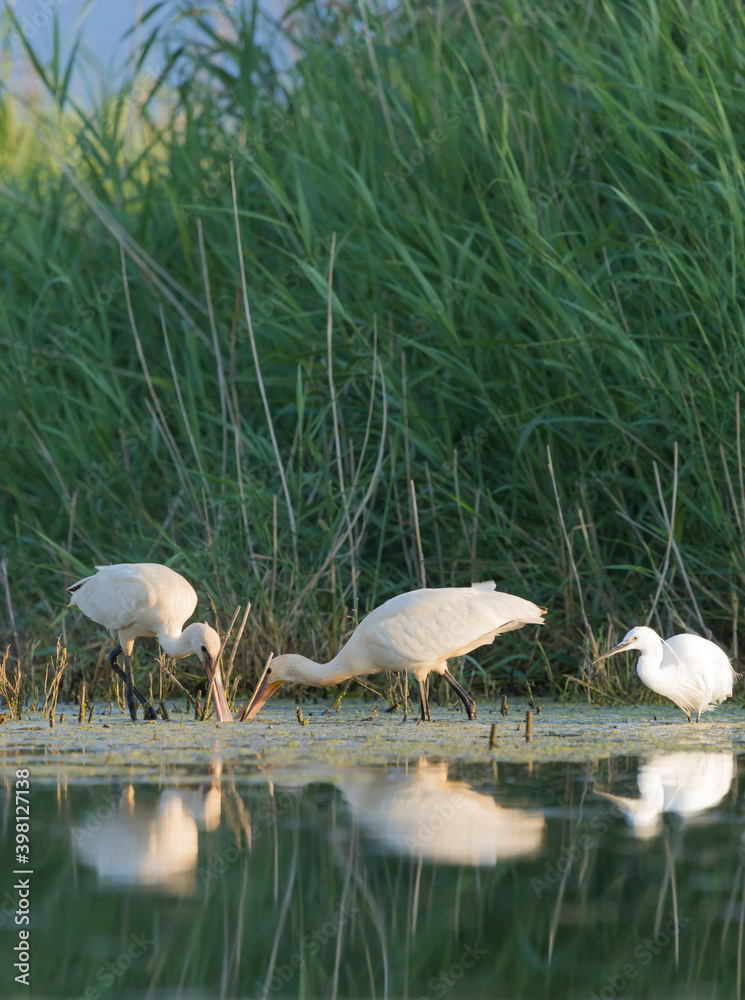 the royal spoonbill is a large bird with its beak the shape of a large ...