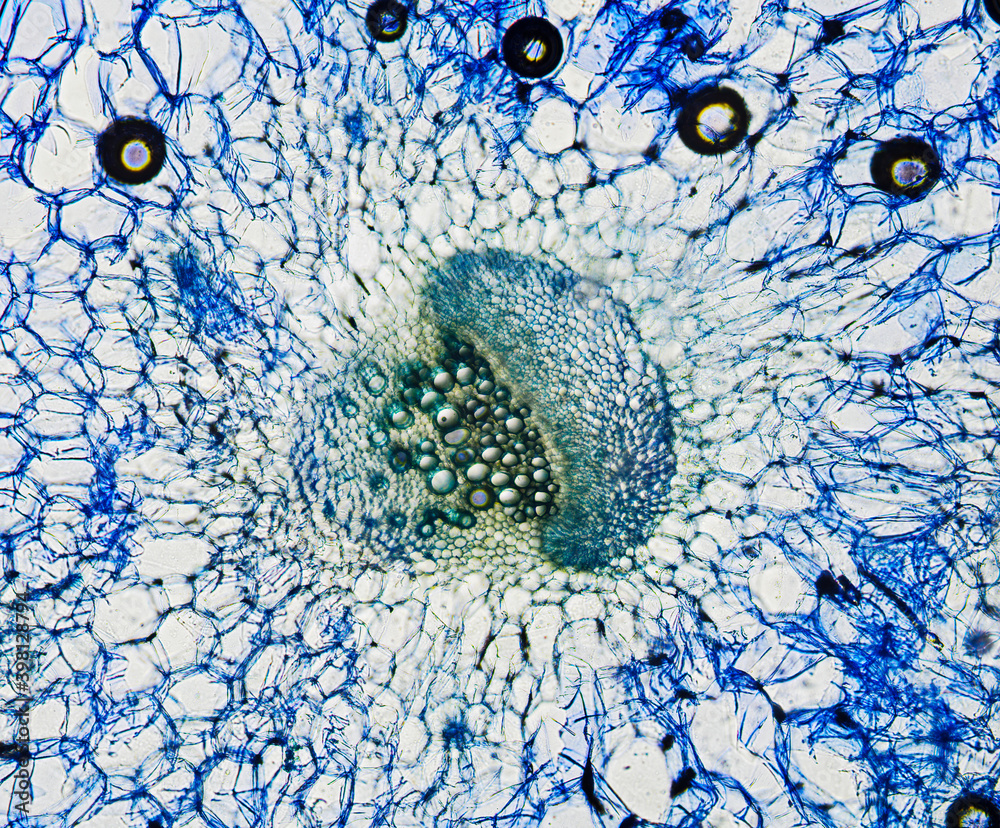 Celery stem with vessel element, cross section, stained with methylene ...