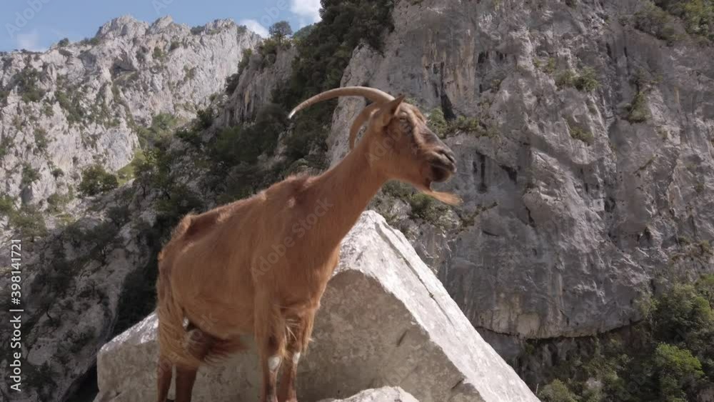 DOLLY SHOT - A brown goat on the Cares Gorge Trail. The Cares Route ...