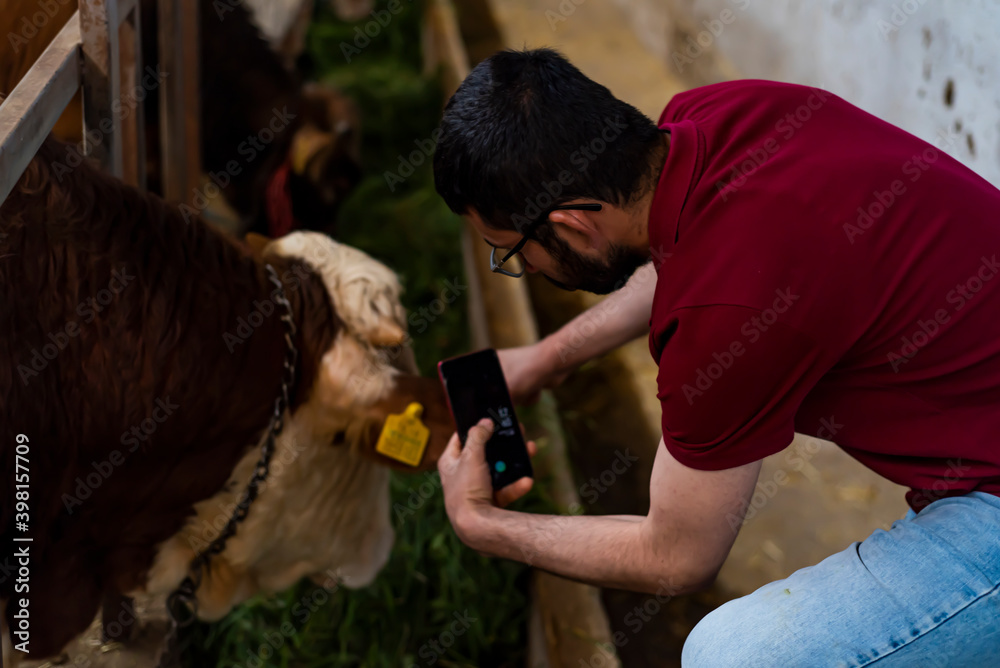 Smart Agritech livestock farming. Young farmer using a smart phone and ...