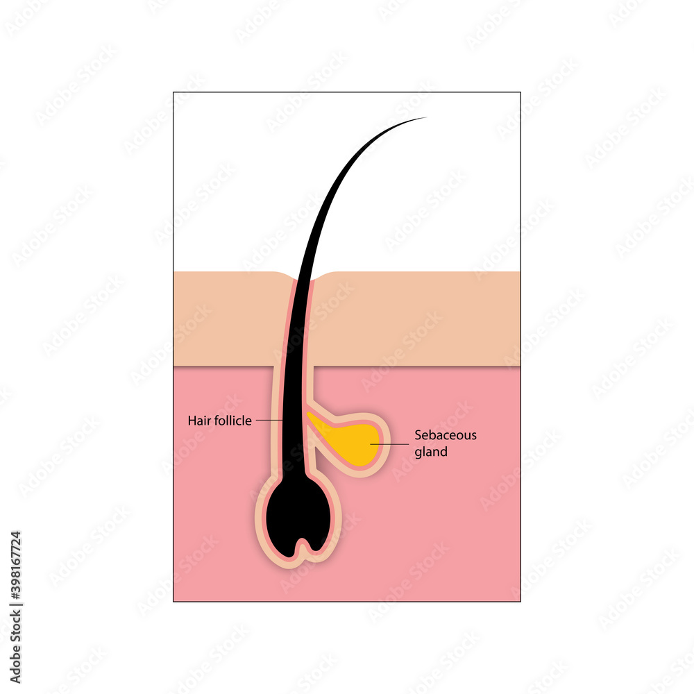 Human skin anatomy, hair and sebaceous gland Stock Vector | Adobe Stock