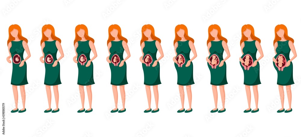 Woman mother pregnancy and embryo internal development stage. Pregnant ...