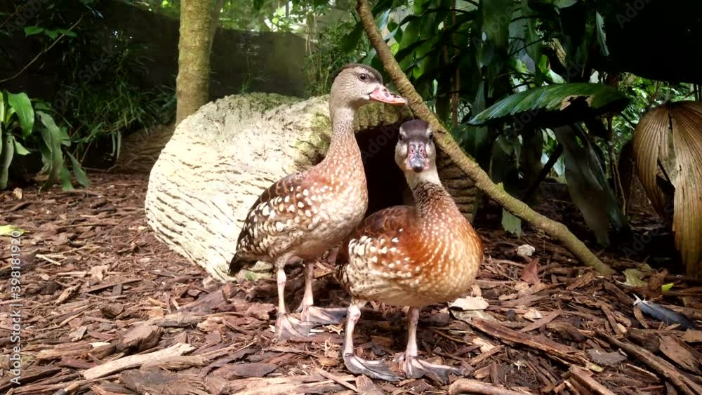 Two wild brown spotted duck in the rainforest stand and look directly ...