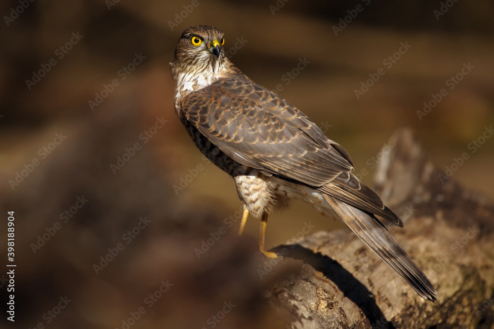 The Eurasian sparrowhawk (Accipiter nisus) on the trunk. A female bird ...