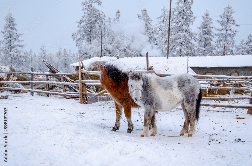 Yakut horses in the village of Oymyakon, the temperature of -40 degrees ...