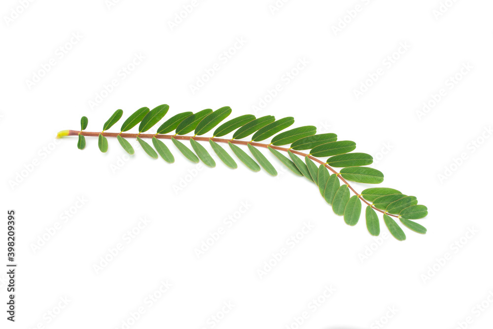 Sesbania grandiflora leaf on white background. Stock Photo | Adobe Stock