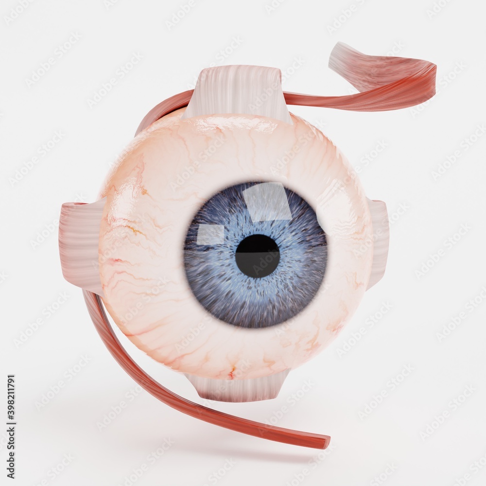 Realistic 3D Render of Eye Muscles Model Stock Illustration | Adobe Stock