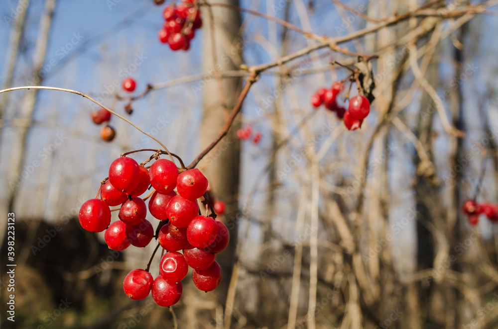 The red fruits of the patus plant are the fruits of shrubs that grow in ...