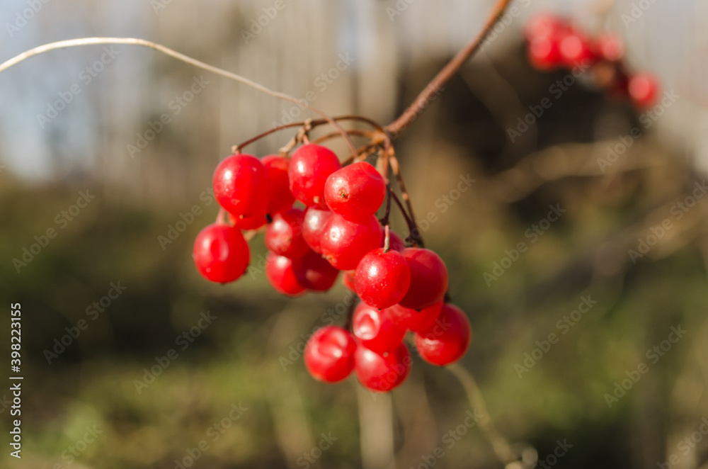 The red fruits of the patus plant are the fruits of shrubs that grow in ...