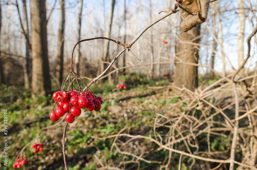 The red fruits of the patus plant are the fruits of shrubs that grow in ...