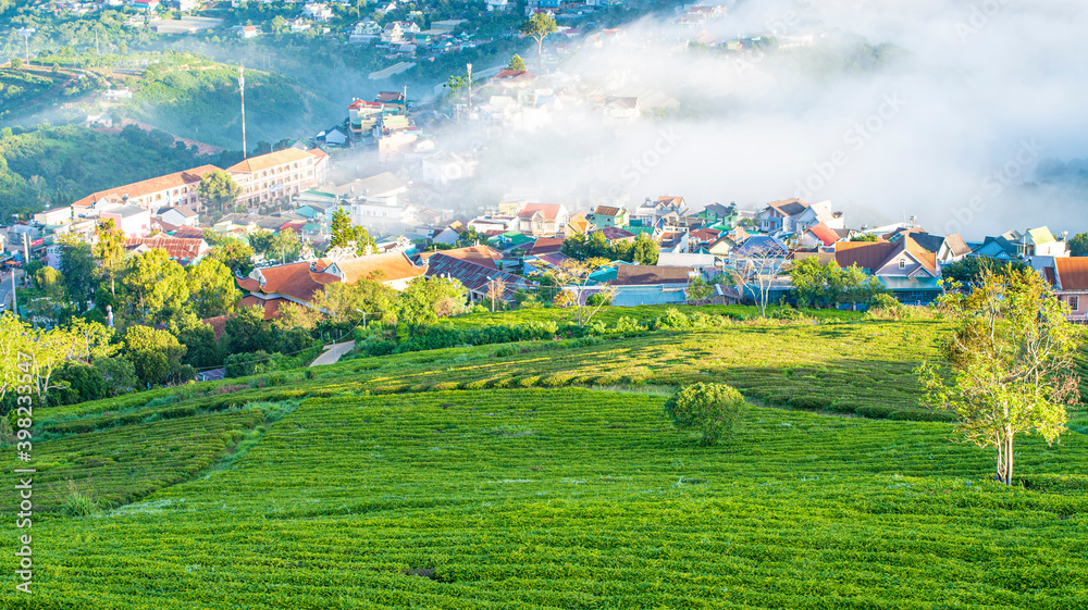 Beautiful highland tea plantations in Cau Dat at Lam Dong province ...