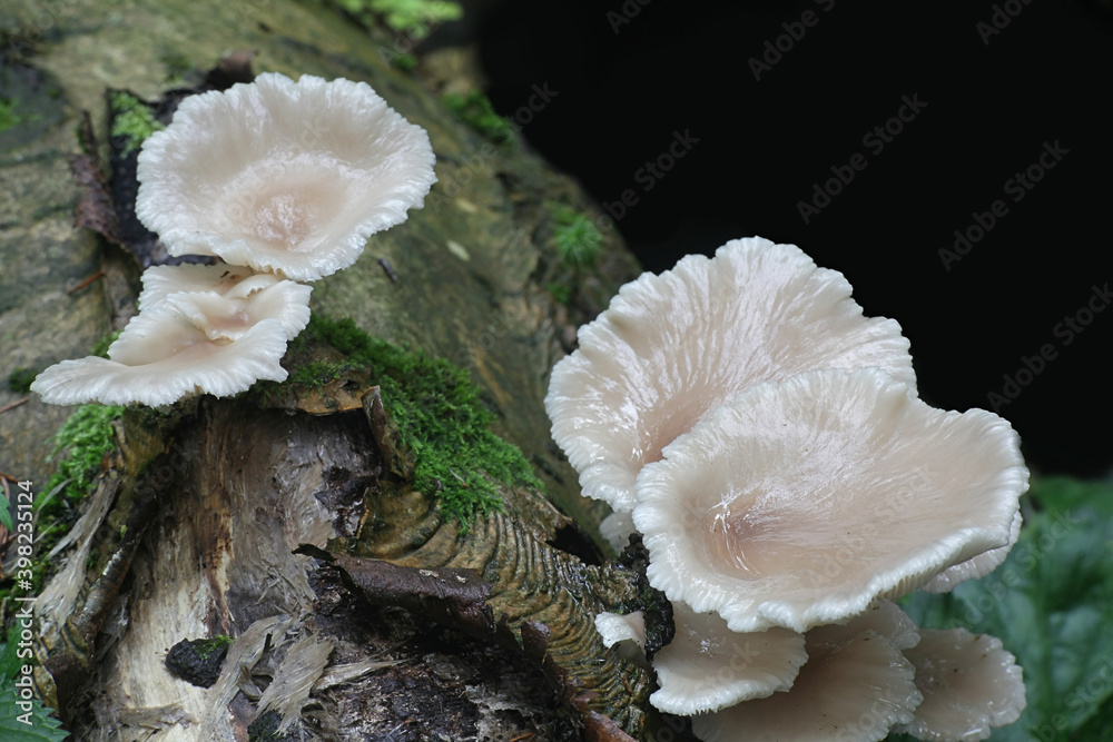 Pleurotus pulmonarius, commonly known as the Indian Oyster, Italian ...