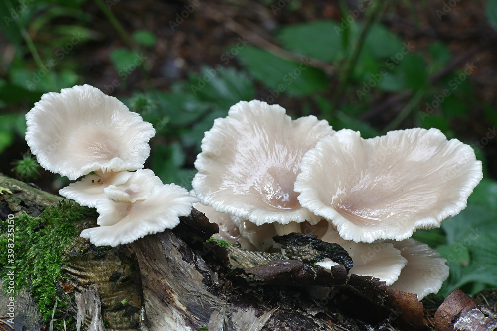 Pleurotus pulmonarius, commonly known as the Indian Oyster, Italian ...