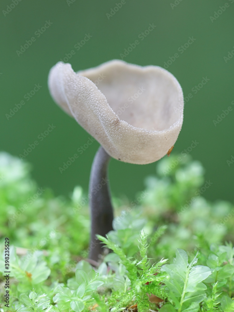 Helvella macropus, also called Helvella bulbosa, commonly known as Felt ...