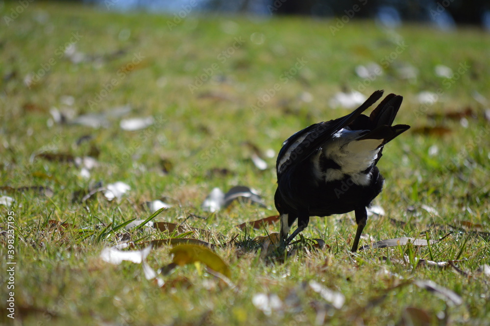Magpie eating insects Stock Photo | Adobe Stock