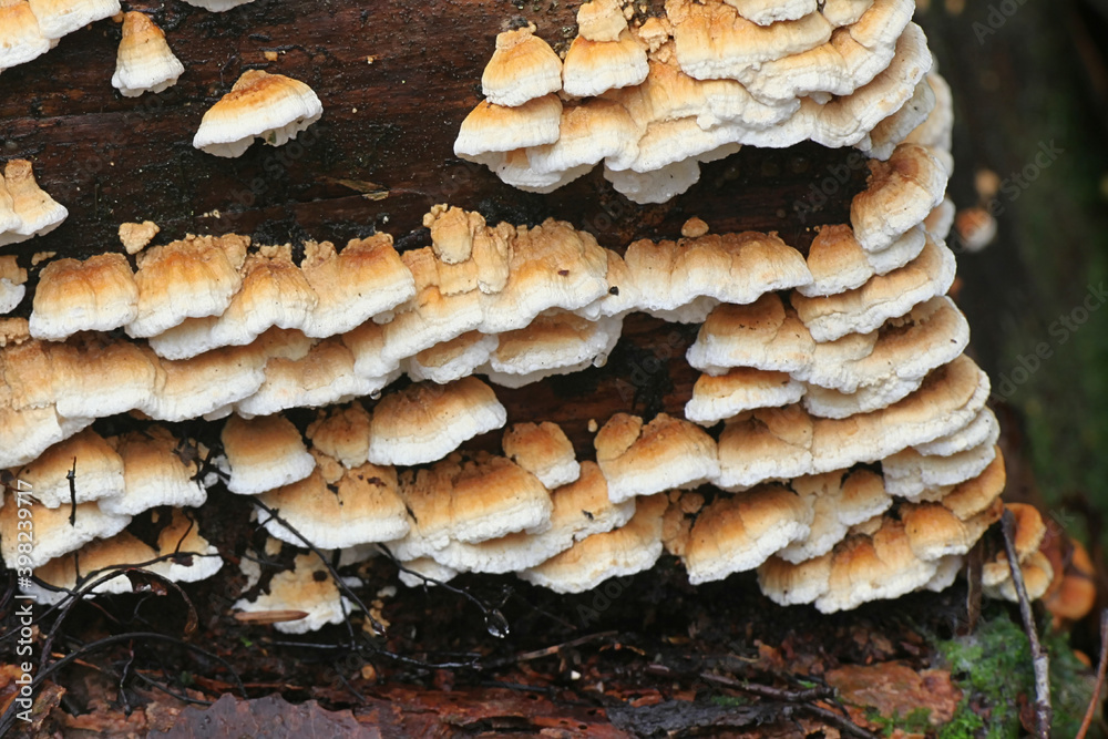 Antrodia serialis, known as serried crust, wild polypore from Finland ...