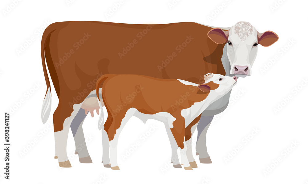Farm animal - Cow with Calf. Hereford - The Best Beef Cattle Breeds ...