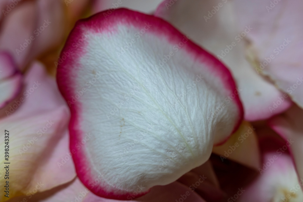 Macro mode. Rose petals close-up. The structure and texture of the ...