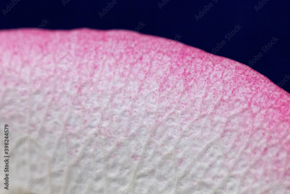 Macro mode. Rose petals close-up. The structure and texture of the ...