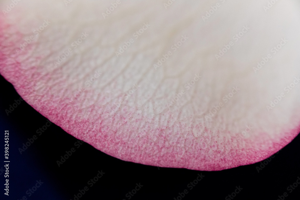 Macro mode. Rose petals close-up. The structure and texture of the ...