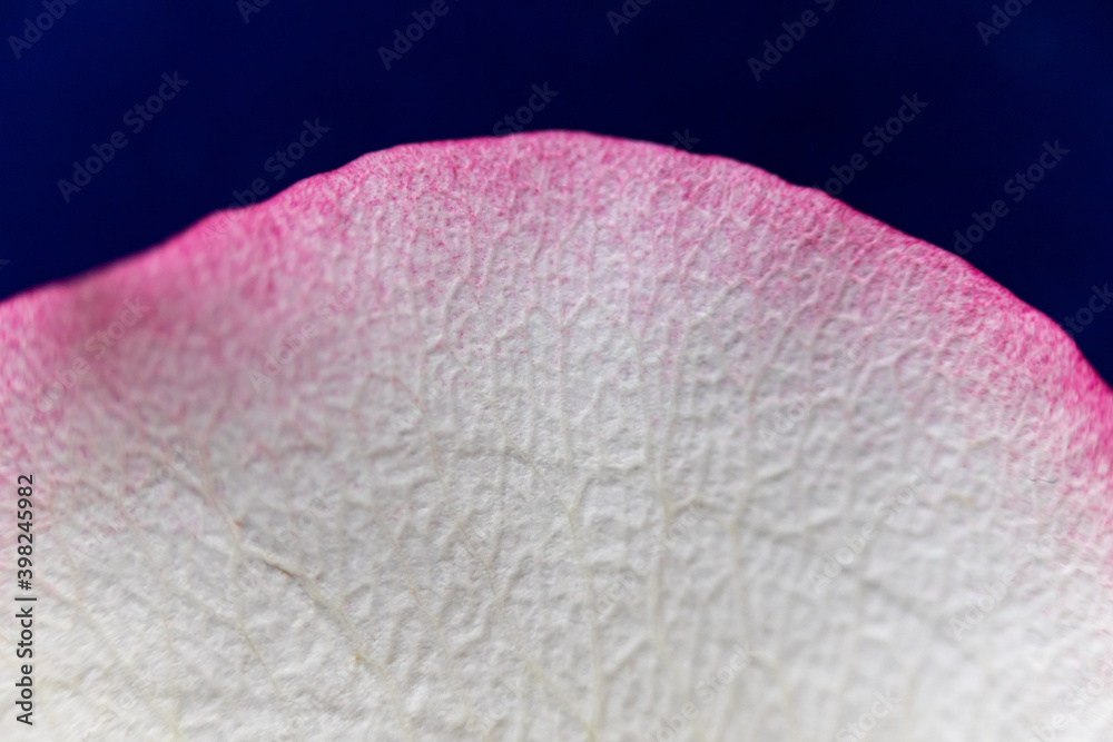 Macro mode. Rose petals close-up. The structure and texture of the ...