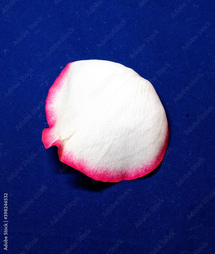 Macro mode. Rose petals close-up. The structure and texture of the ...