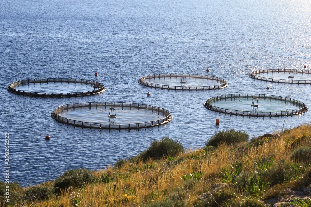 Aquaculture settlement, fish farm with floating circle cages around bay ...