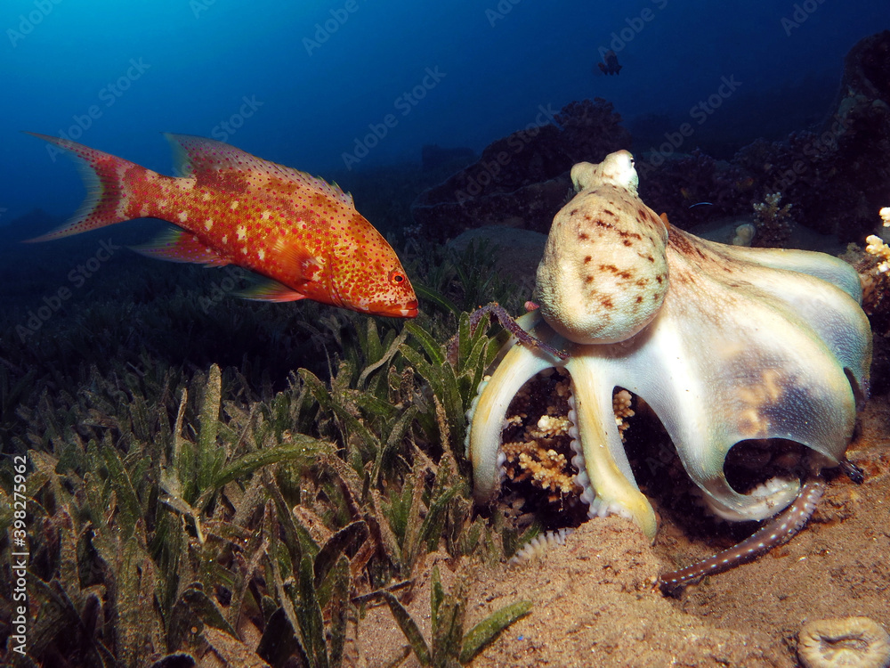 Interaction between a Lyretail grouper Variola louti and Reef octopus ...