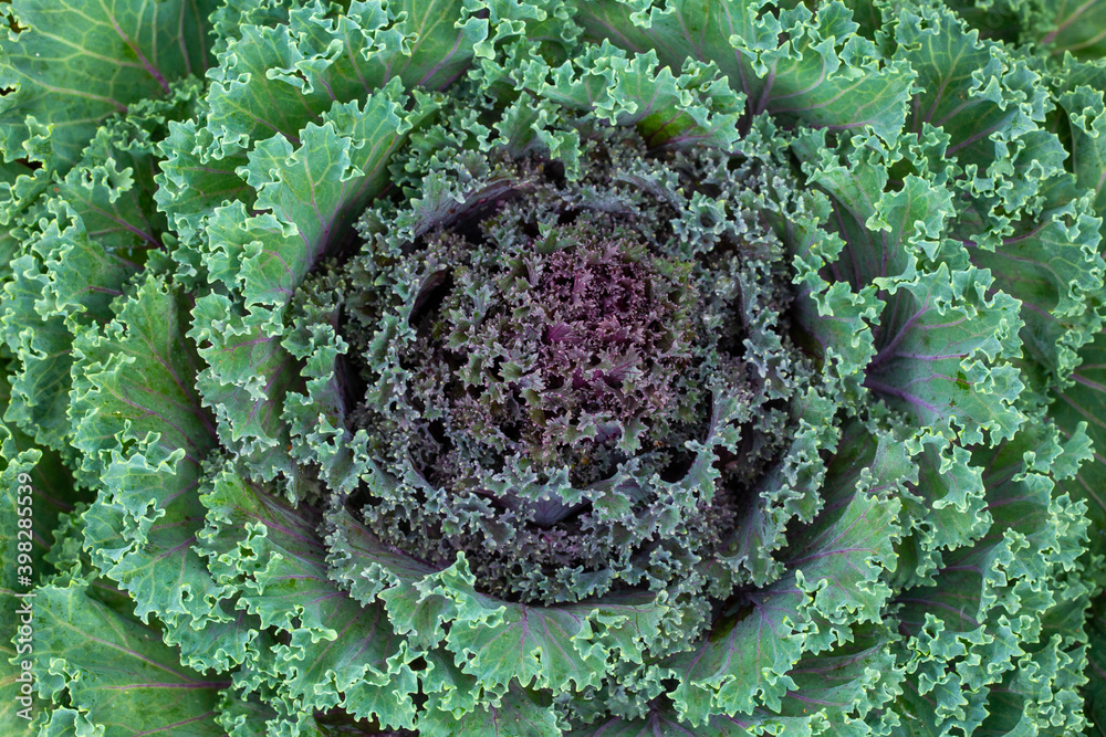 Ornamental cabbage. Flowering Kale. Garden trends. Brassica oleracea ...