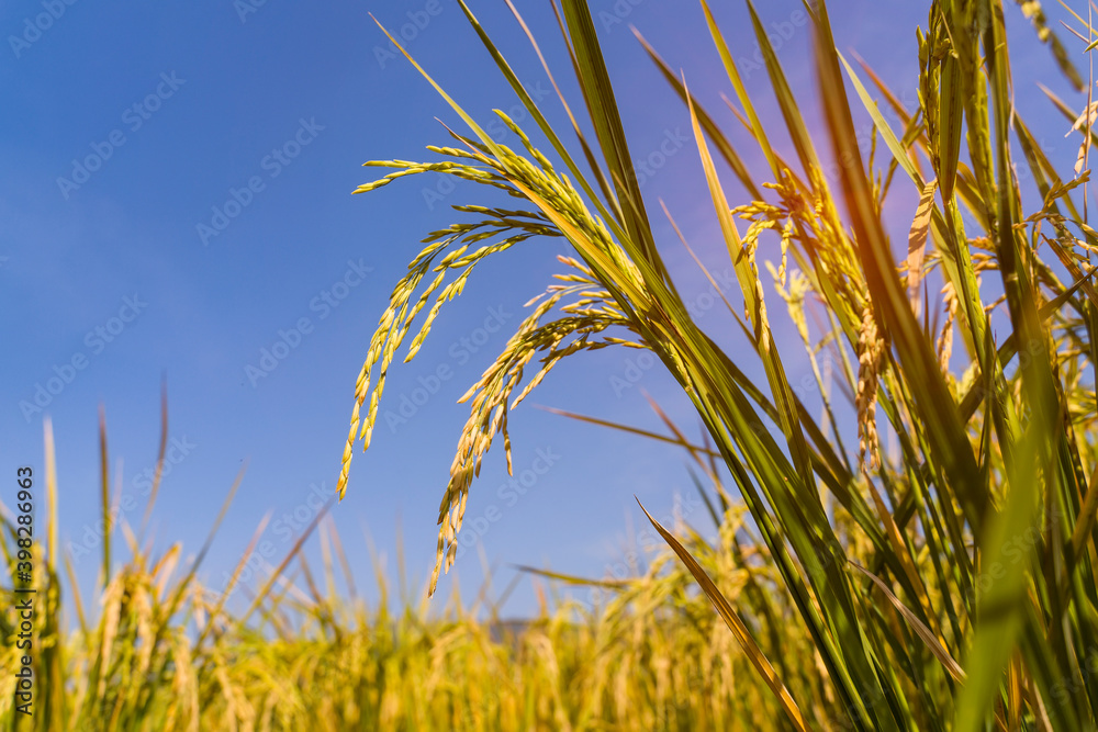 Rice field on rice paddy green color lush growing is a agriculture ...
