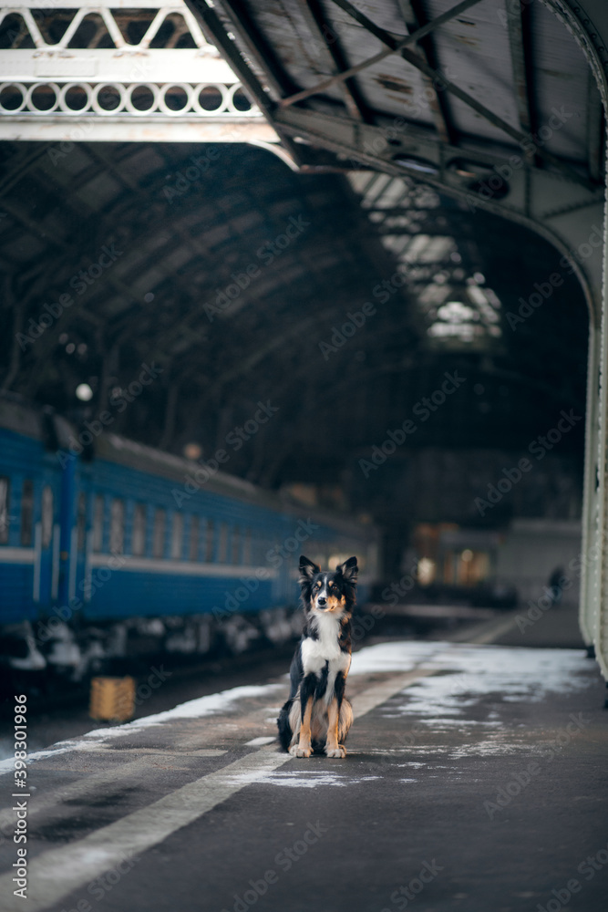 How To Train A Stock Dog