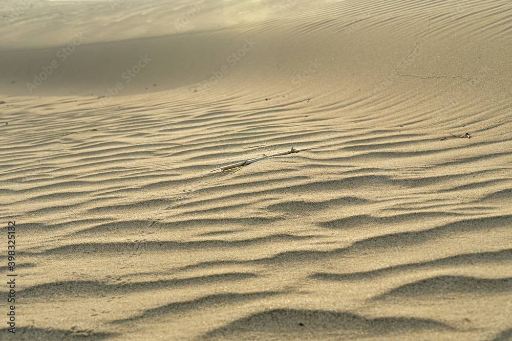 Nature and landscapes of the desert. Annual growth of the area of sand ...