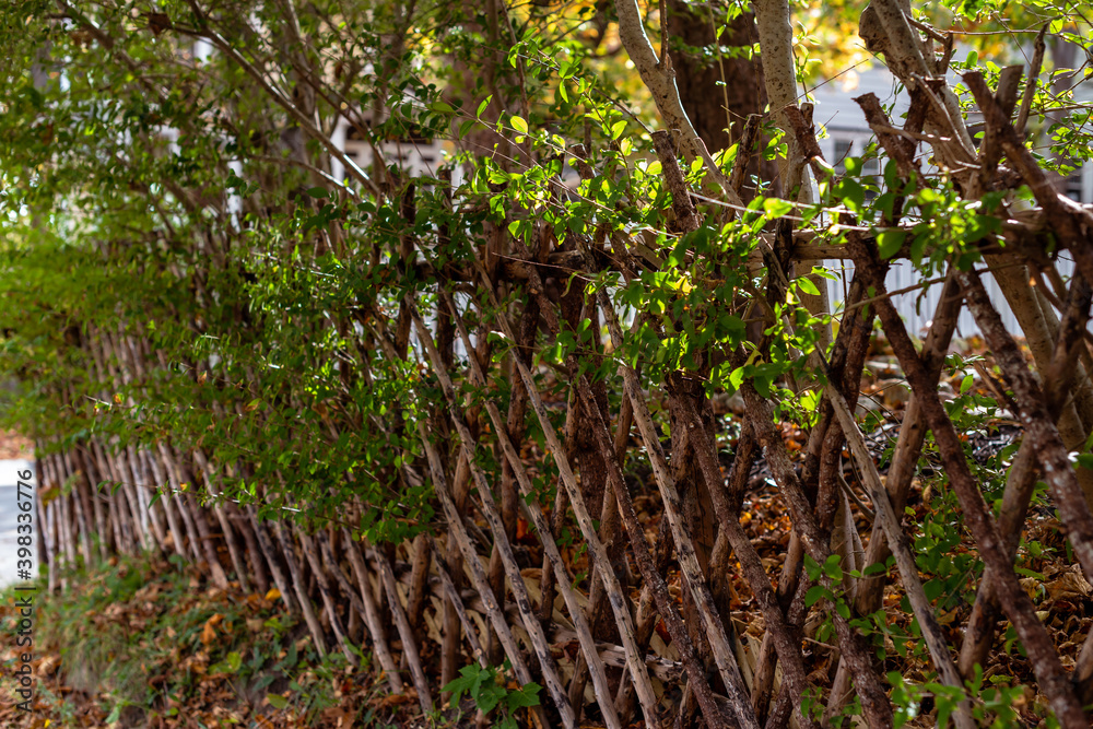 A natural wood weaved twig fence separating and protecting the garden ...